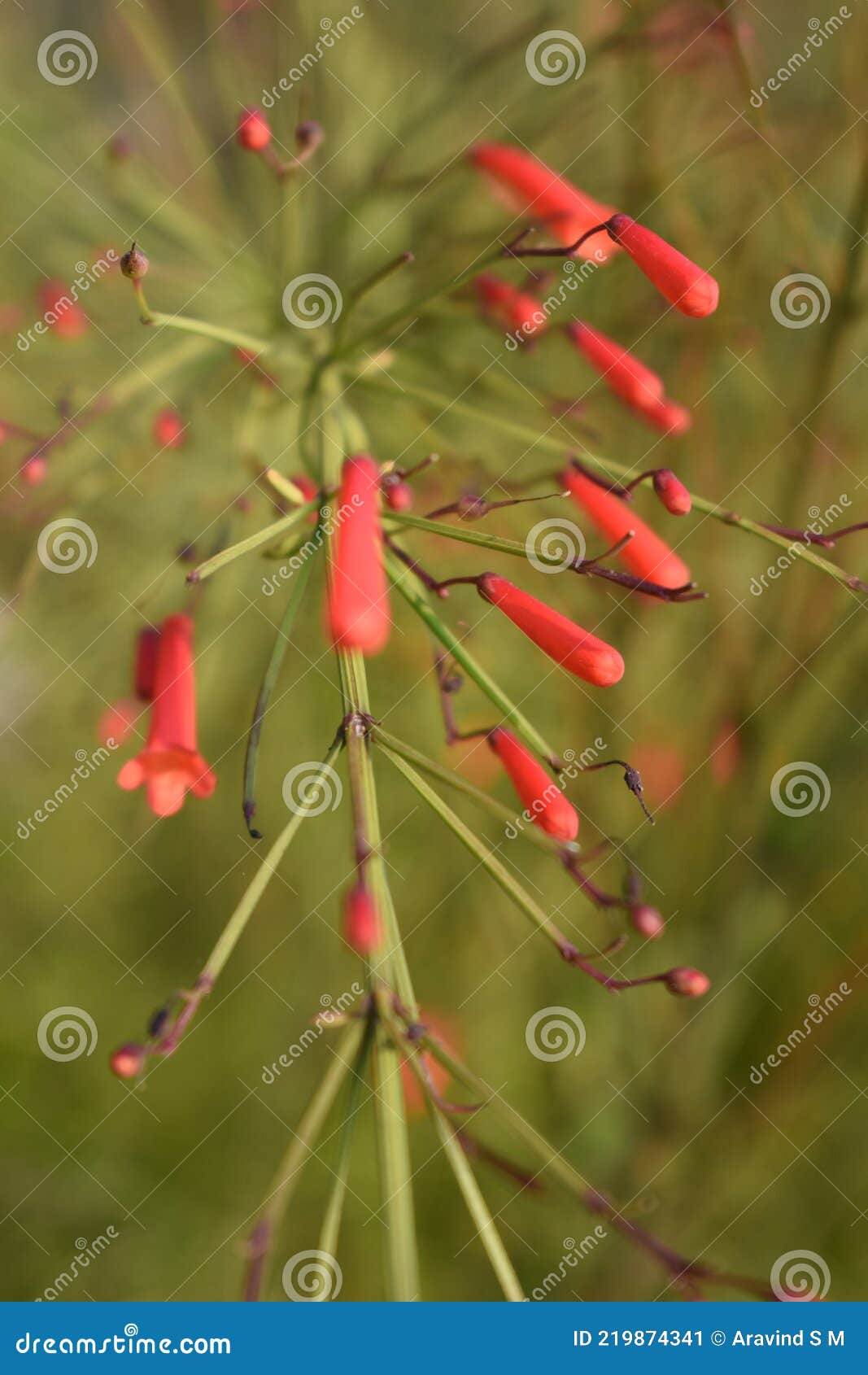 Red Colored Fire Cracker Plant in Focus Stock Image - Image of closeup ...