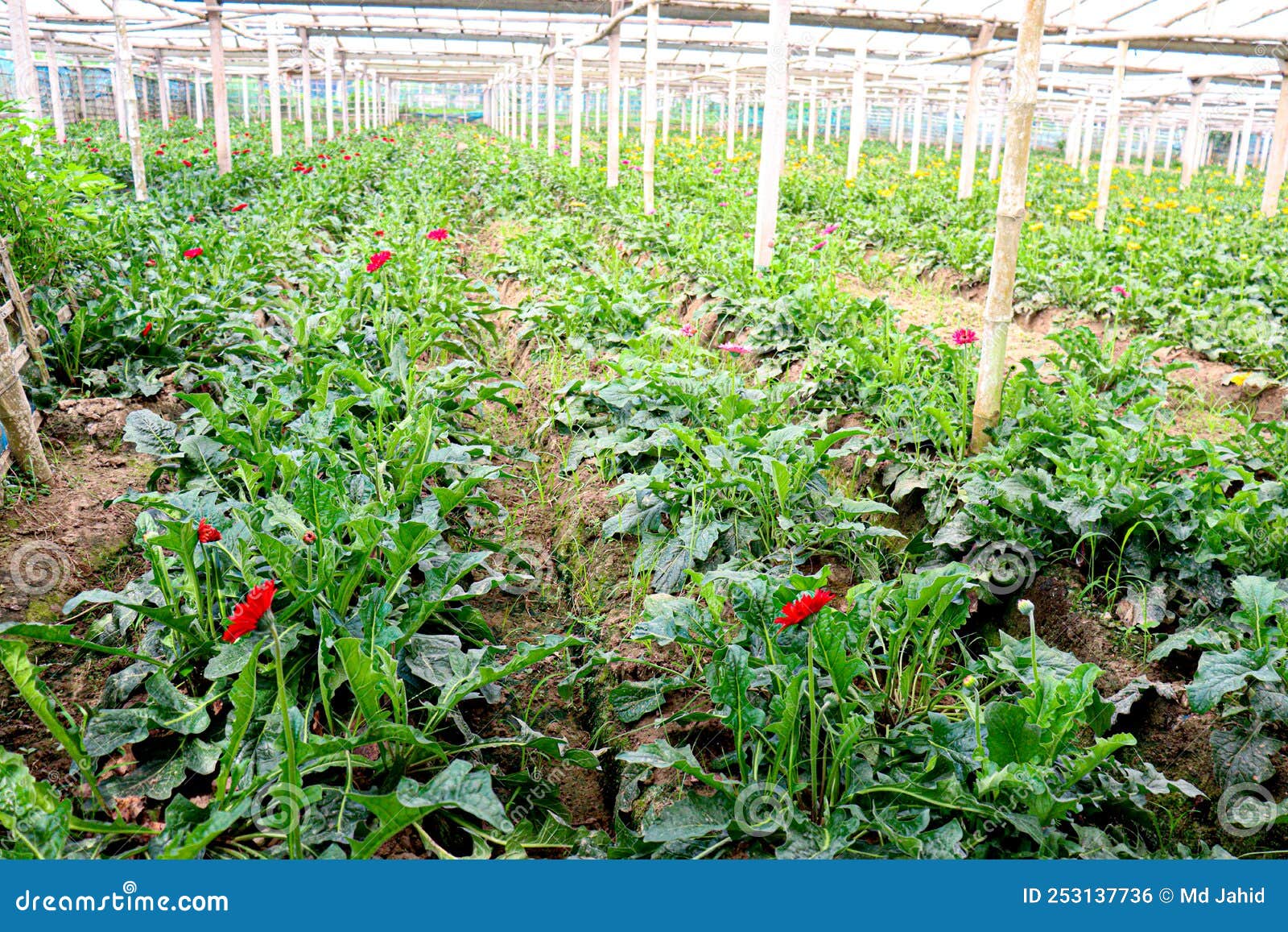 Red Colored Gerbera Flower on Farm Stock Photo - Image of nature ...