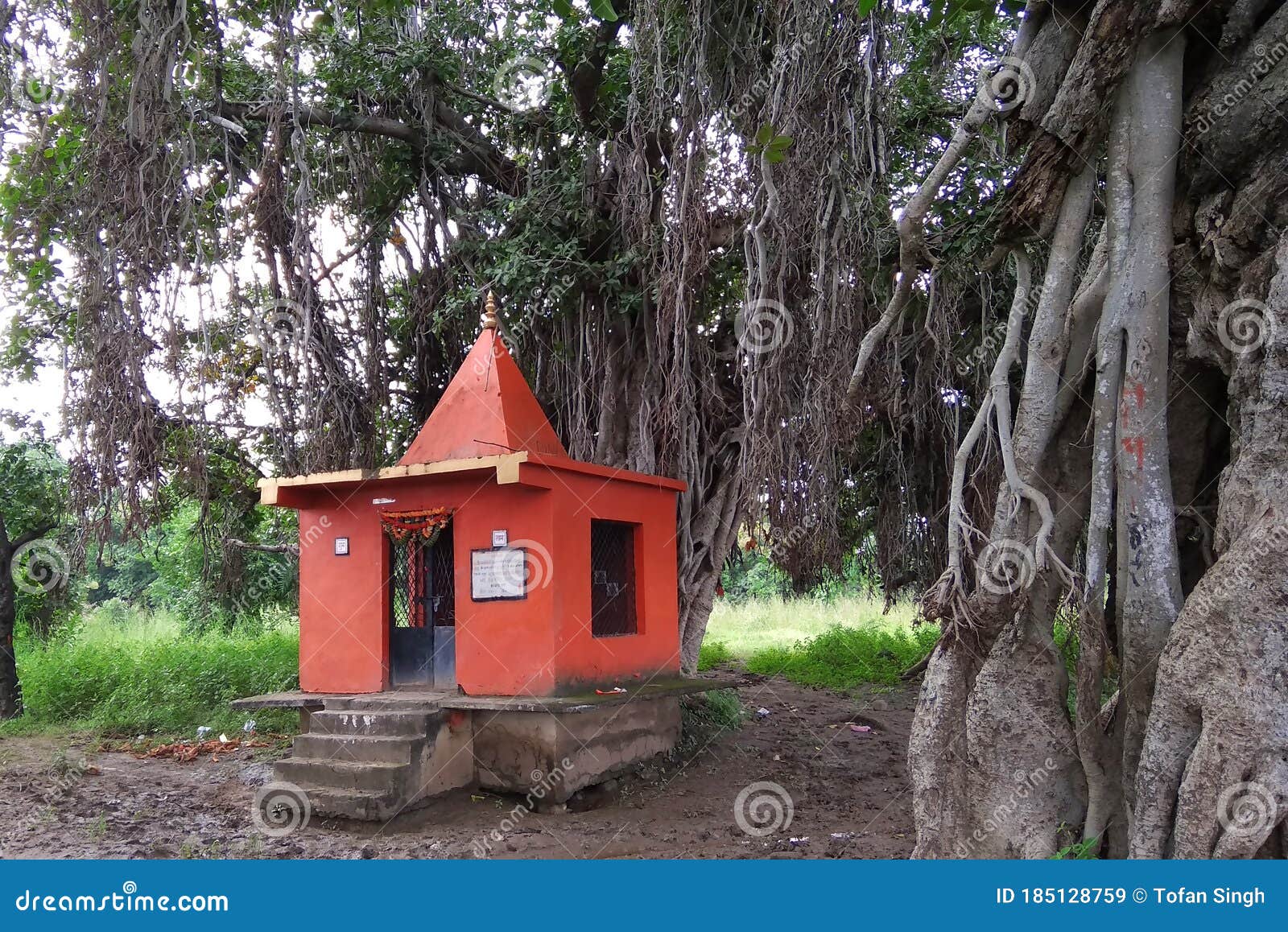 Red Colored Temple Built Under Banyan Tree , Indian Goddess Temple ...