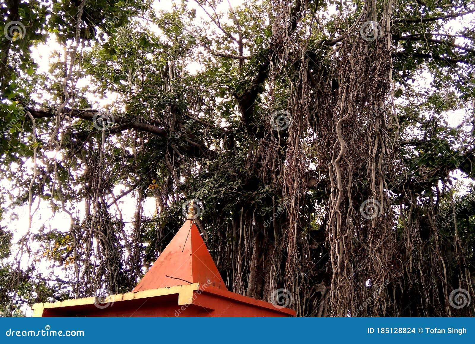 Red Colored Temple Built Under Banyan Tree , Indian Goddess Temple ...