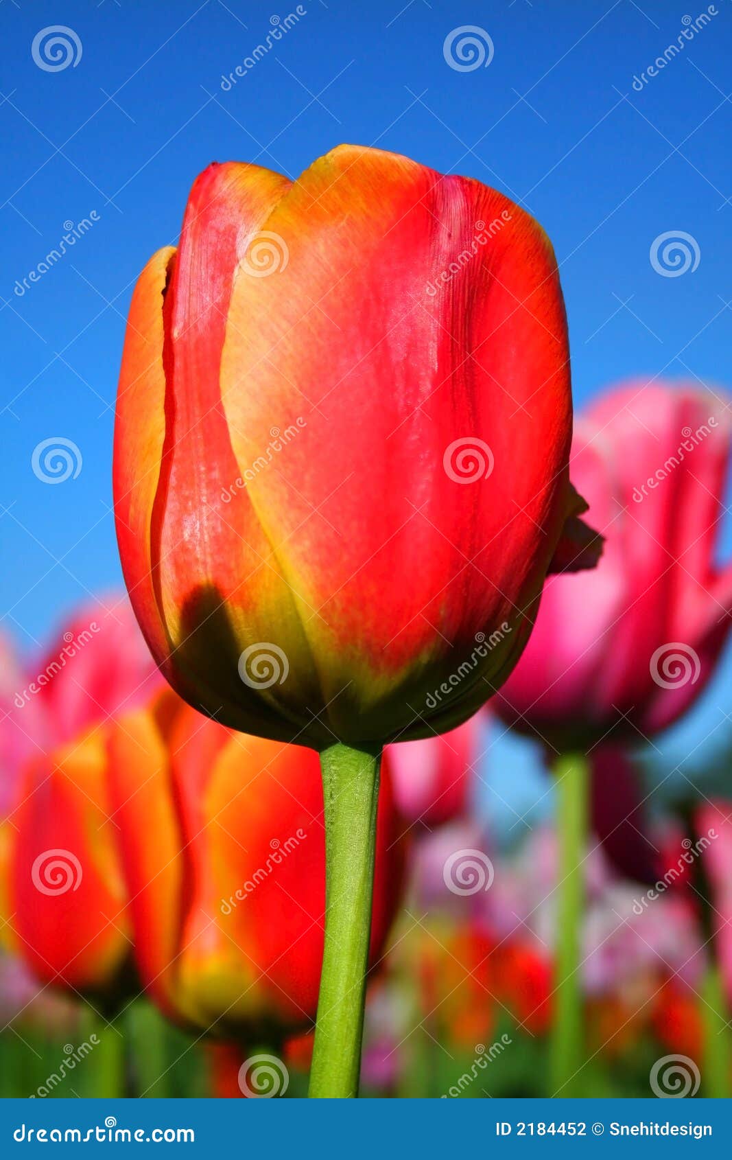 Red colored Tulips stock photo. Image of natural, florist - 2184452