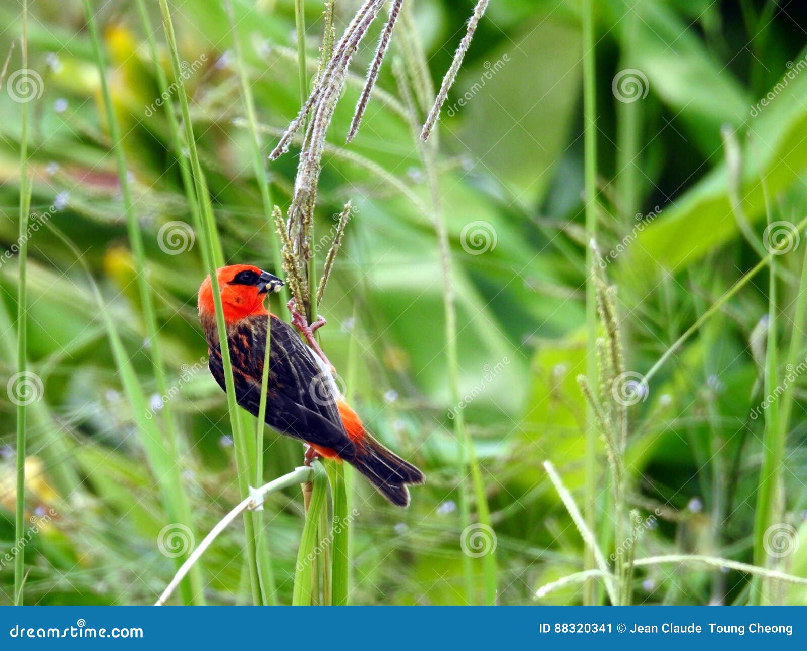 Red Colorful Cardinal in Mauritius Stock Image - Image of mauritius ...