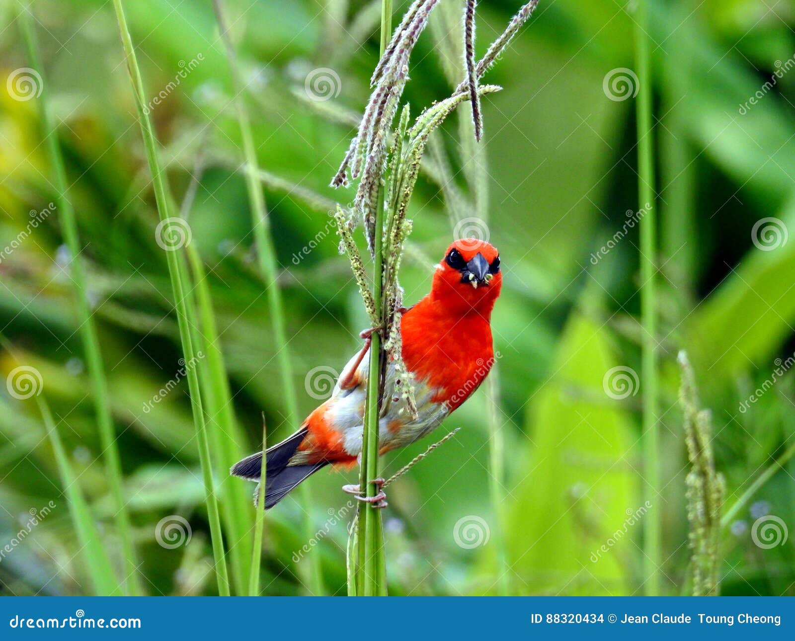 Red Colorful Cardinal in Mauritius Stock Photo - Image of mauritius ...
