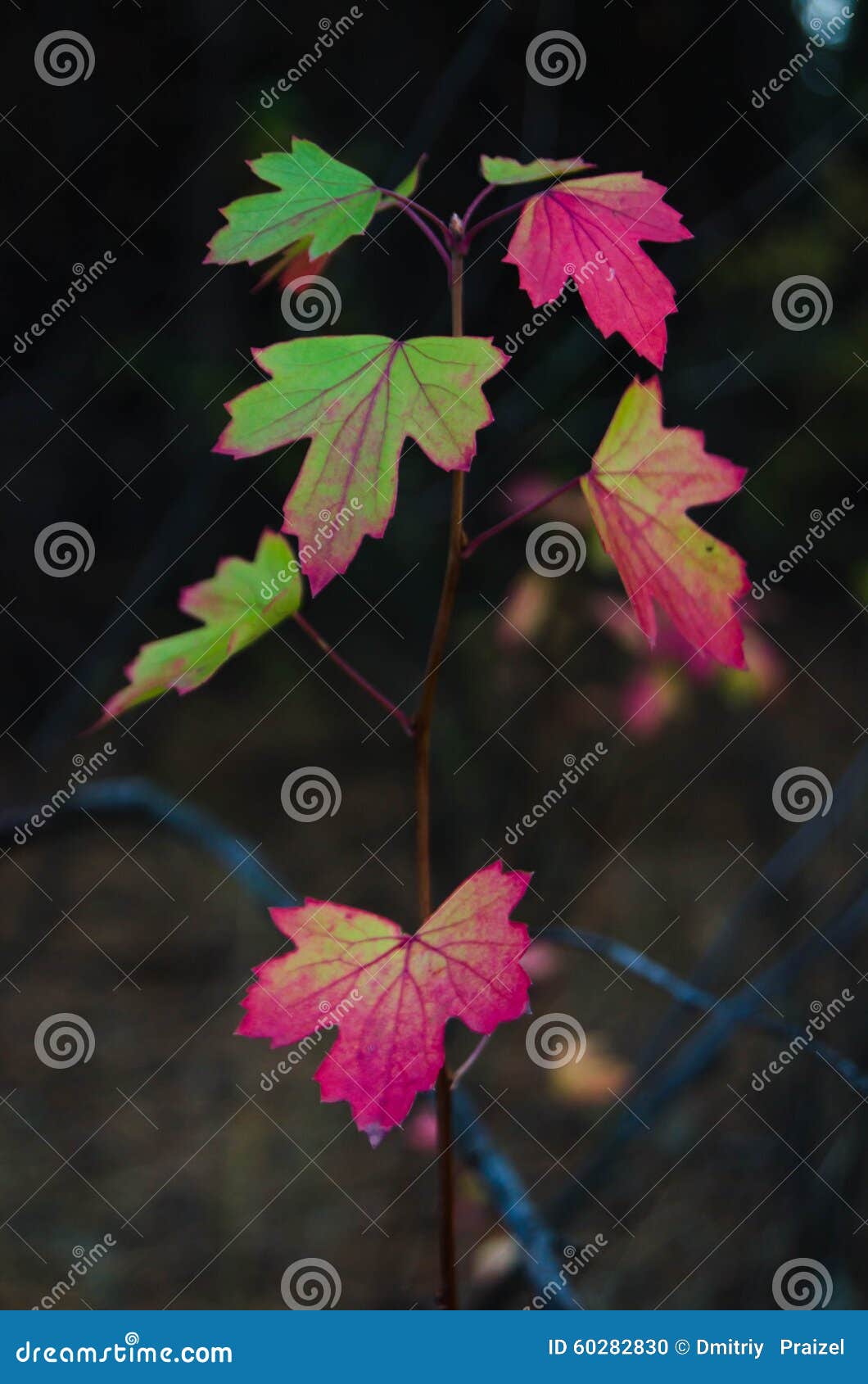 Red colors of autumn stock photo. Image of foliage, leaf - 60282830