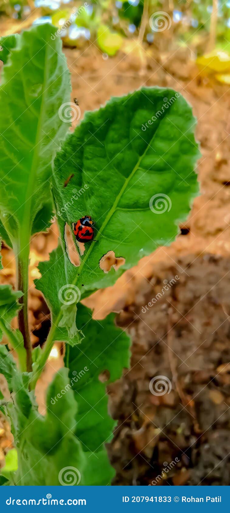 Red Colour Insect on Green Leave Stock Image - Image of shrub, produce ...