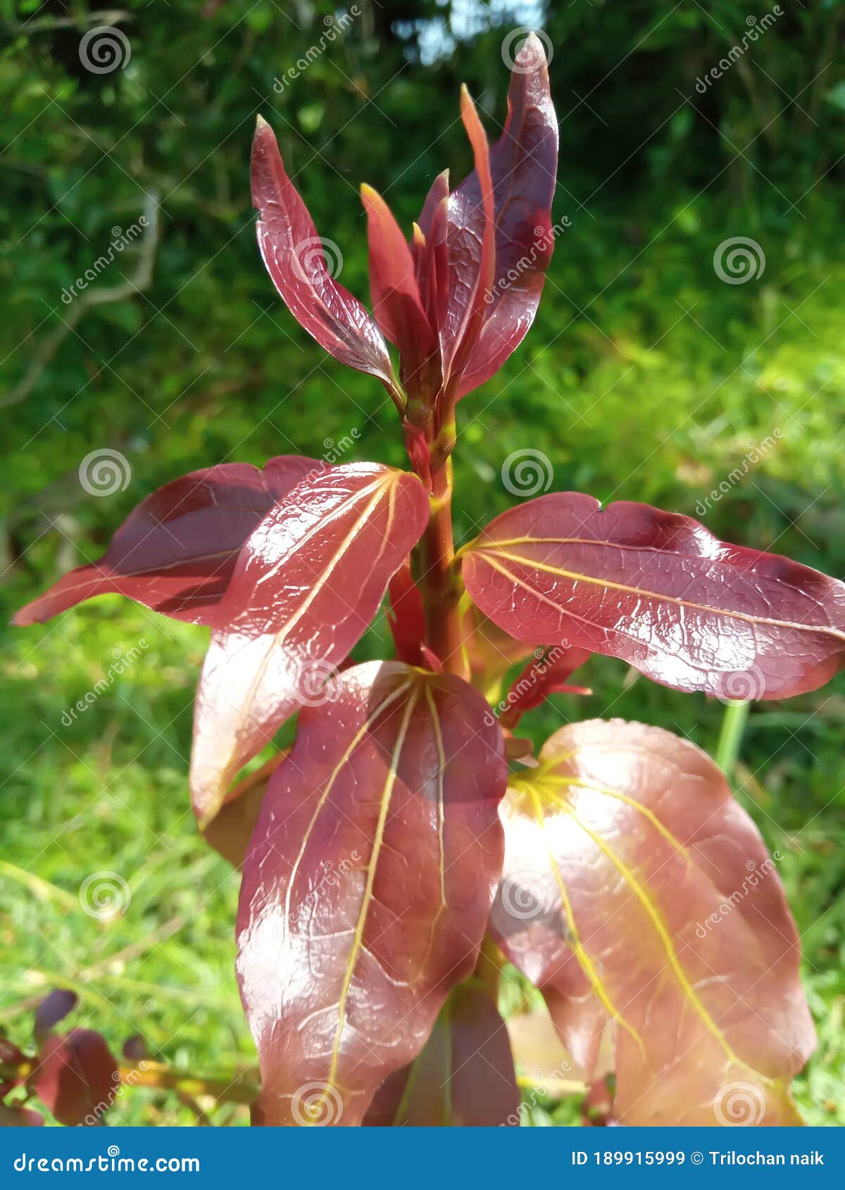 Red Colour Leafs Grow on a Plant Stock Image - Image of grow, leafs ...