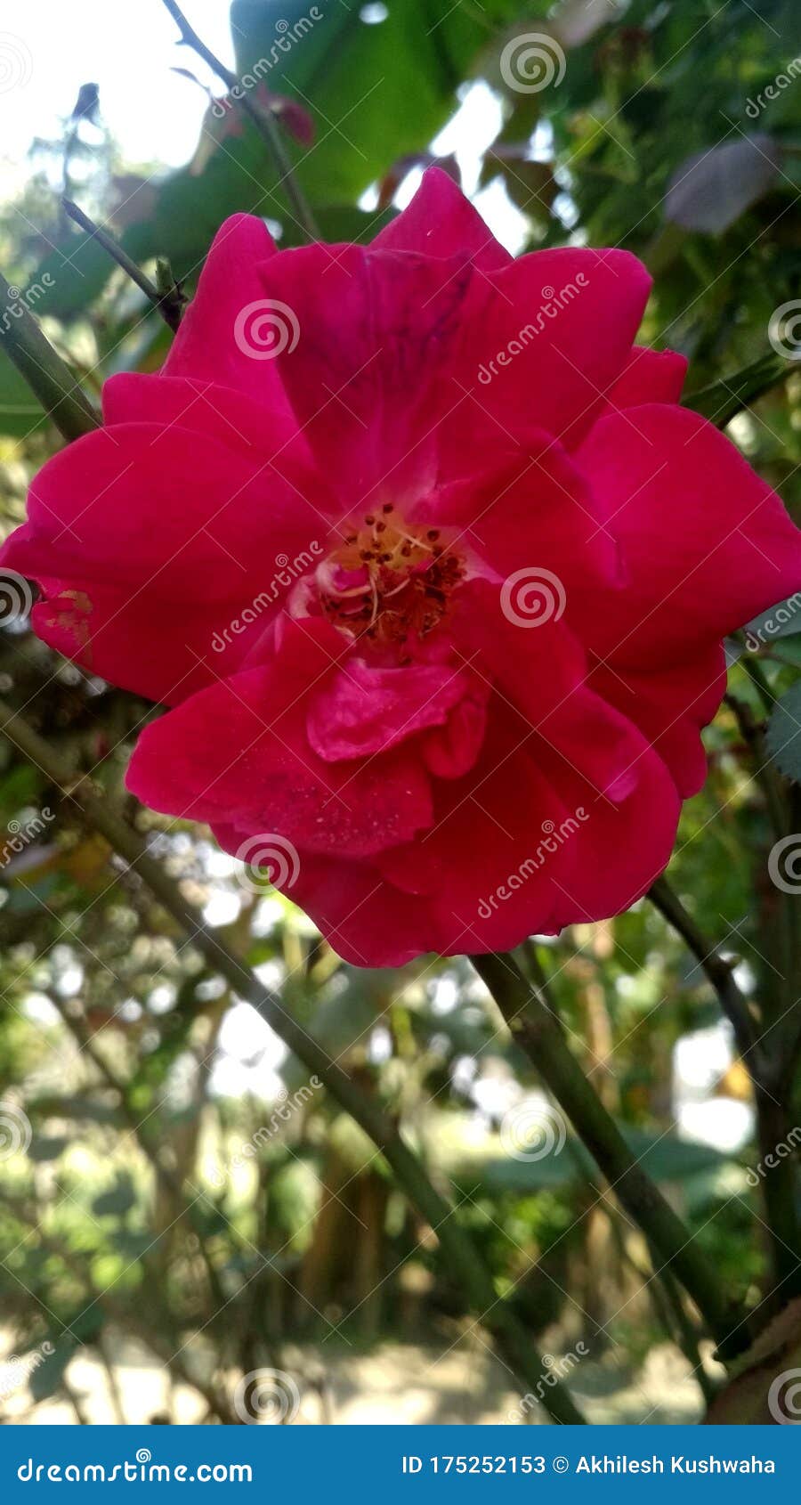 Red Colour Rose with Corolla Stigma and Stem Kushinagar Village Stock ...