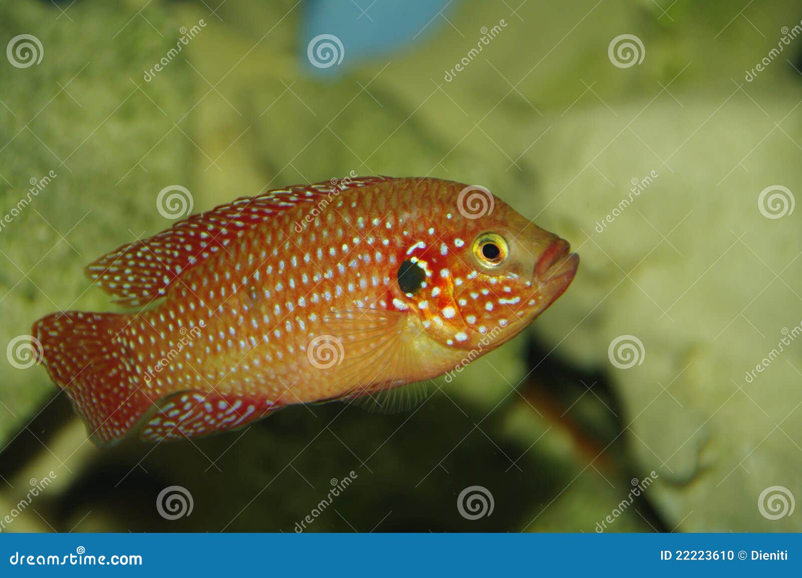 Red coloured Cichlid stock photo. Image of mating, swim - 22223610