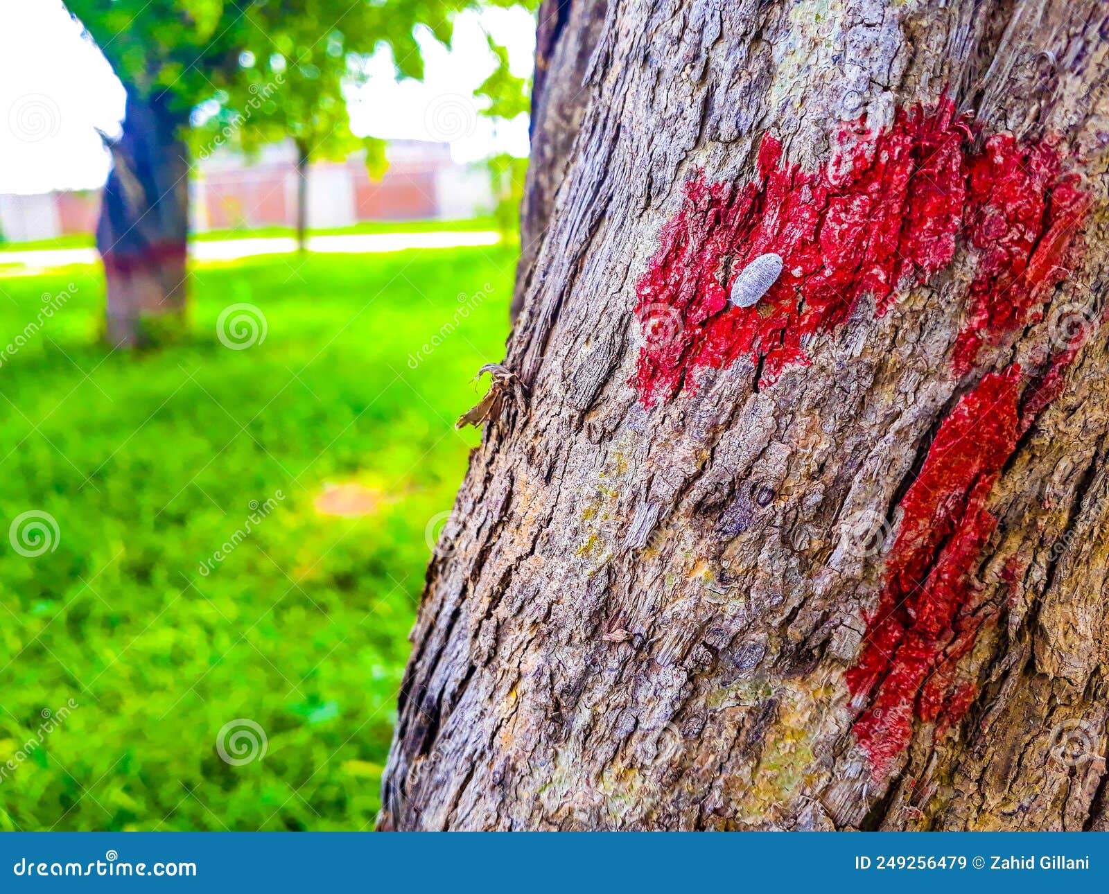 Red Coloured Digit Seven Marked on the Stem of a Tree Stock Image ...