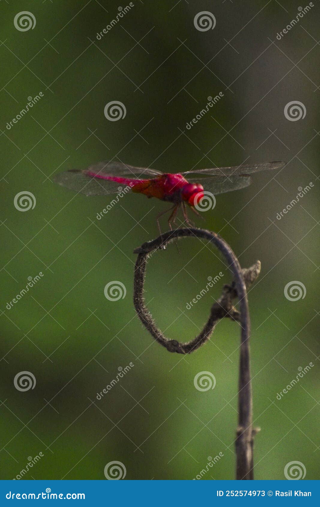 Red Coloured Dragonfly Portrait Stock Image - Image of helicopter ...