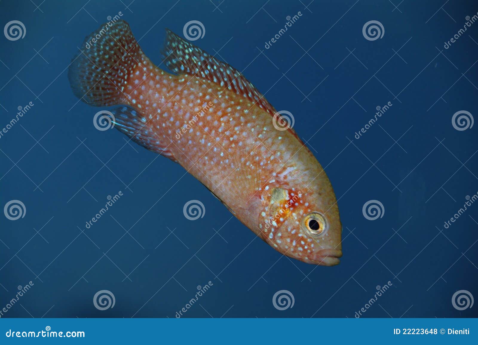 Red Coloured Female Cichlid Stock Photo - Image of lake, beautiful ...