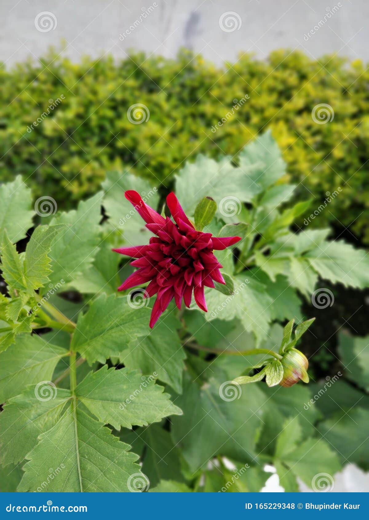 Red Coloured Half Opened Dahlia Flower and a Bud in a Garden Stock ...