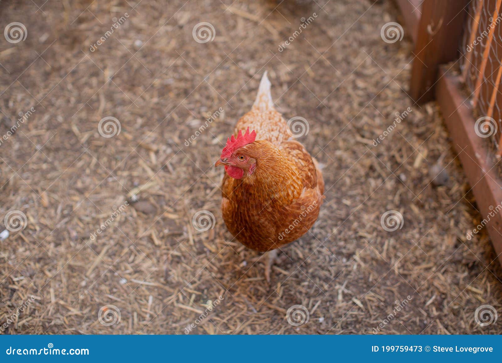 Red Coloured Hen in a Small Chicken Pen Stock Image - Image of poultry ...