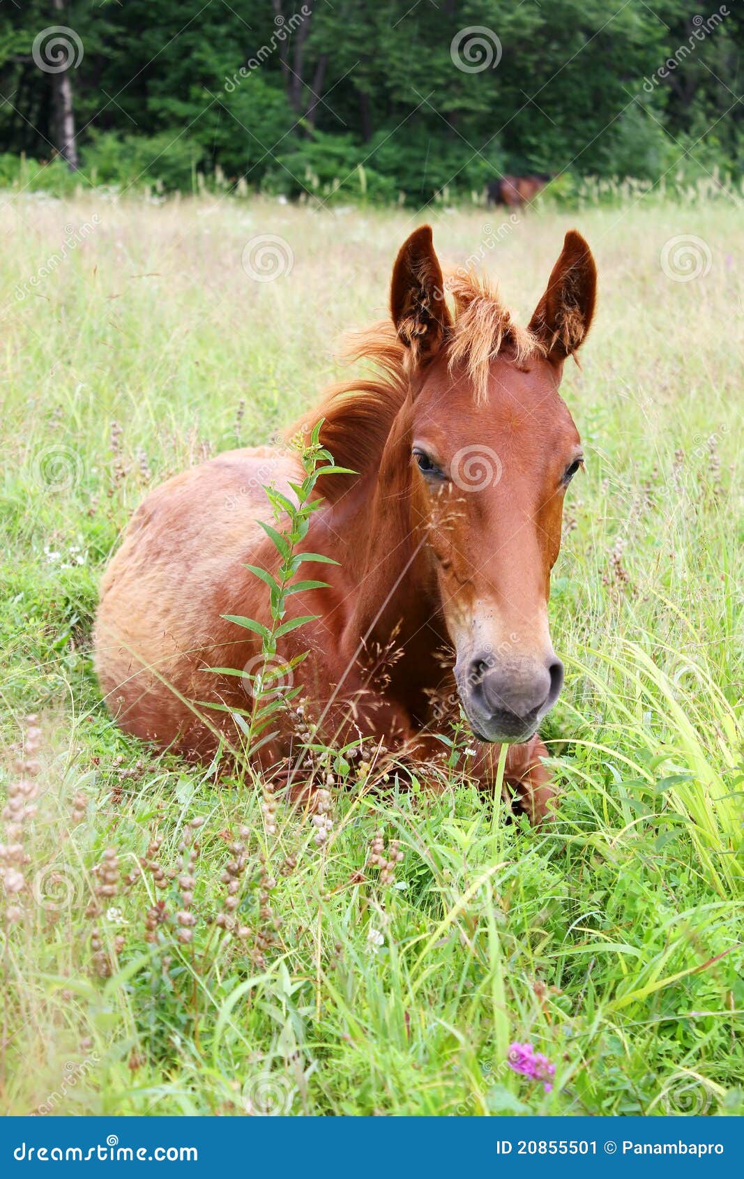 Red colt stock image. Image of yearling, life, museau - 20855501