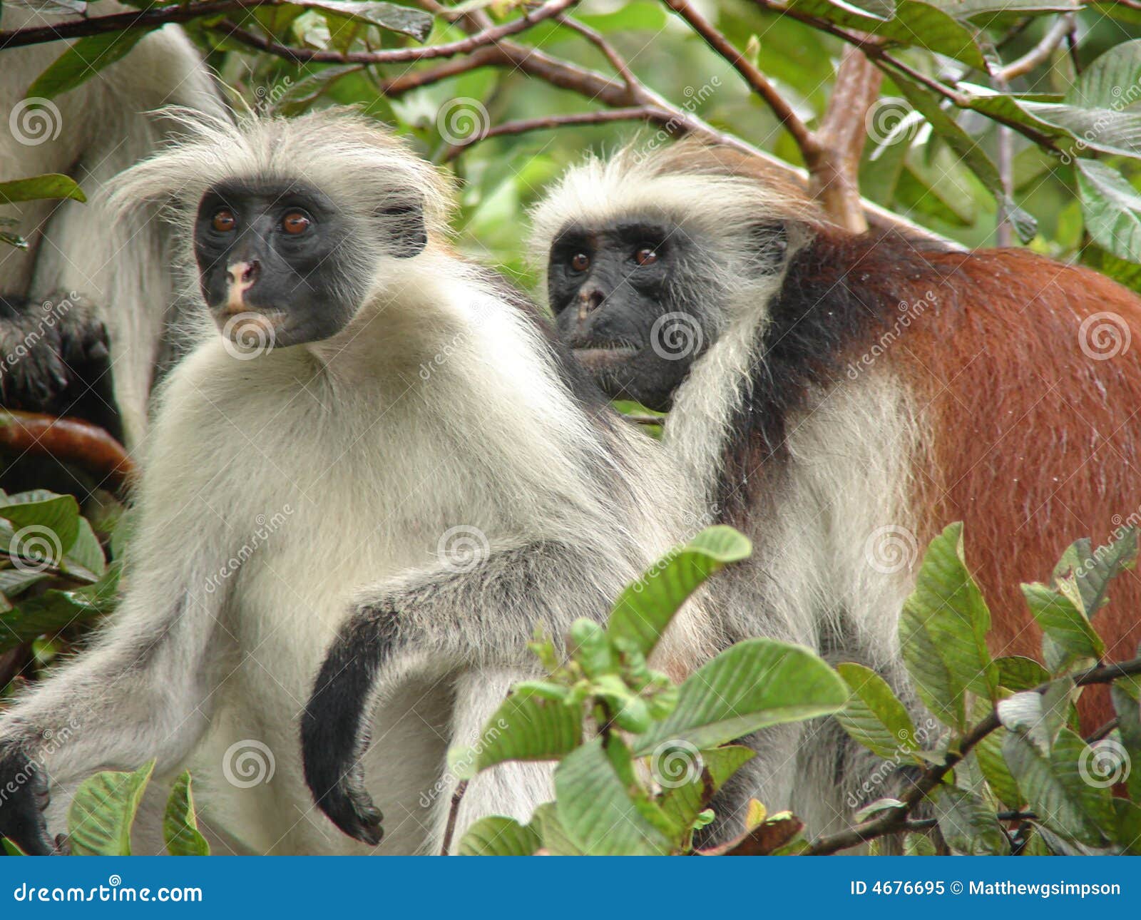 Red colubus monkeys stock image. Image of rare, africa - 4676695