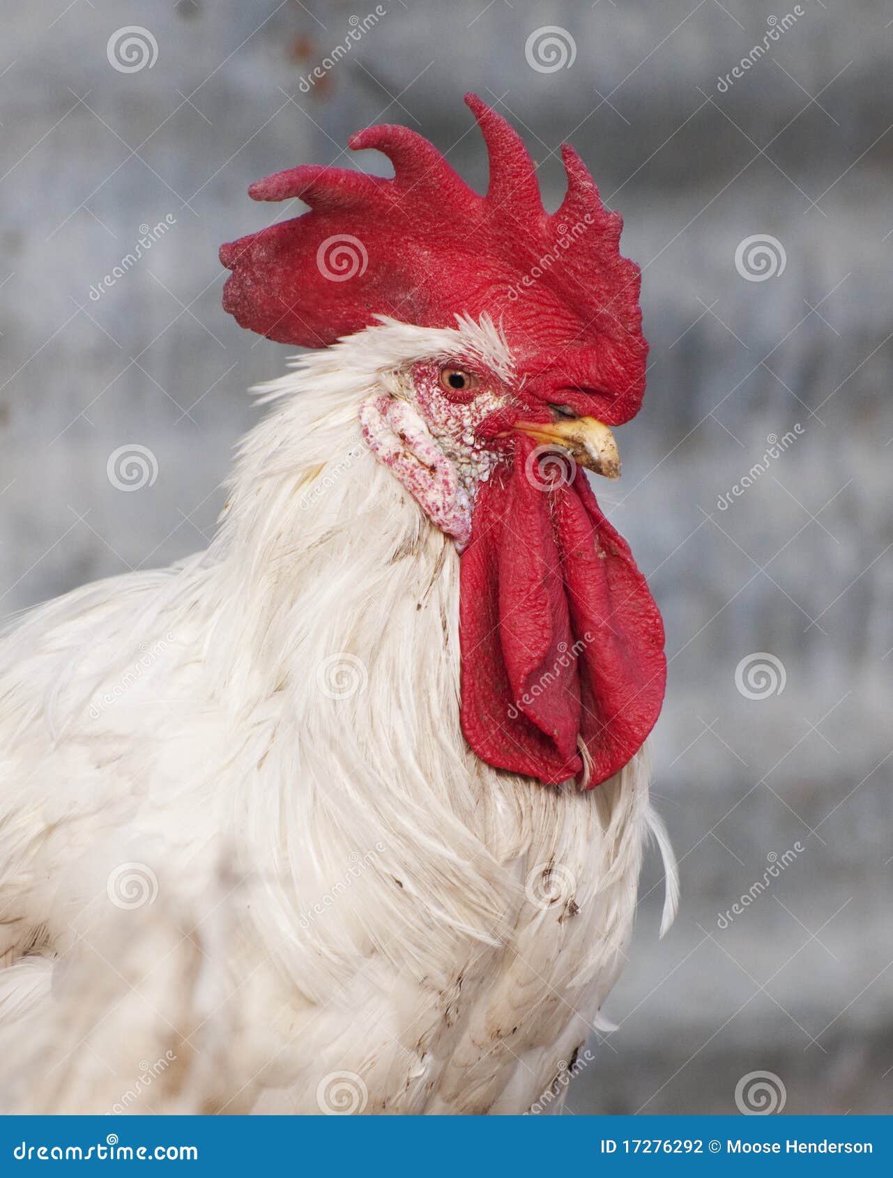 Red comb Chicken stock photo. Image of rooster, comb - 17276292