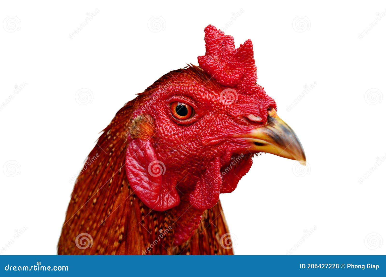 Red Combed Rooster stock photo. Image of black, close - 206427228