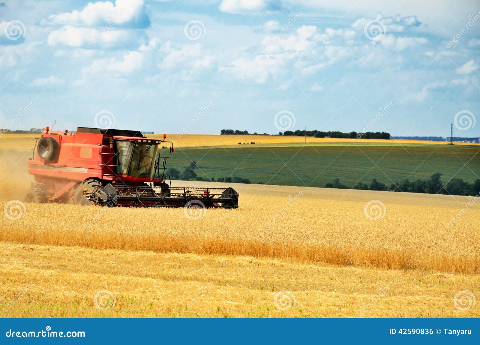 Red Combine Harvests Wheat in a Field Stock Photo - Image of products ...