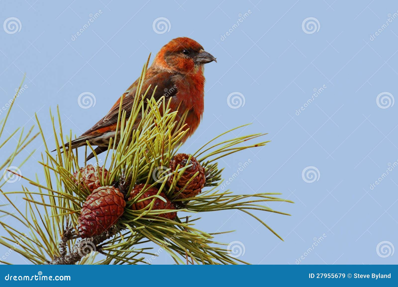 Red (or Common) Crossbill stock image. Image of pine - 27955679