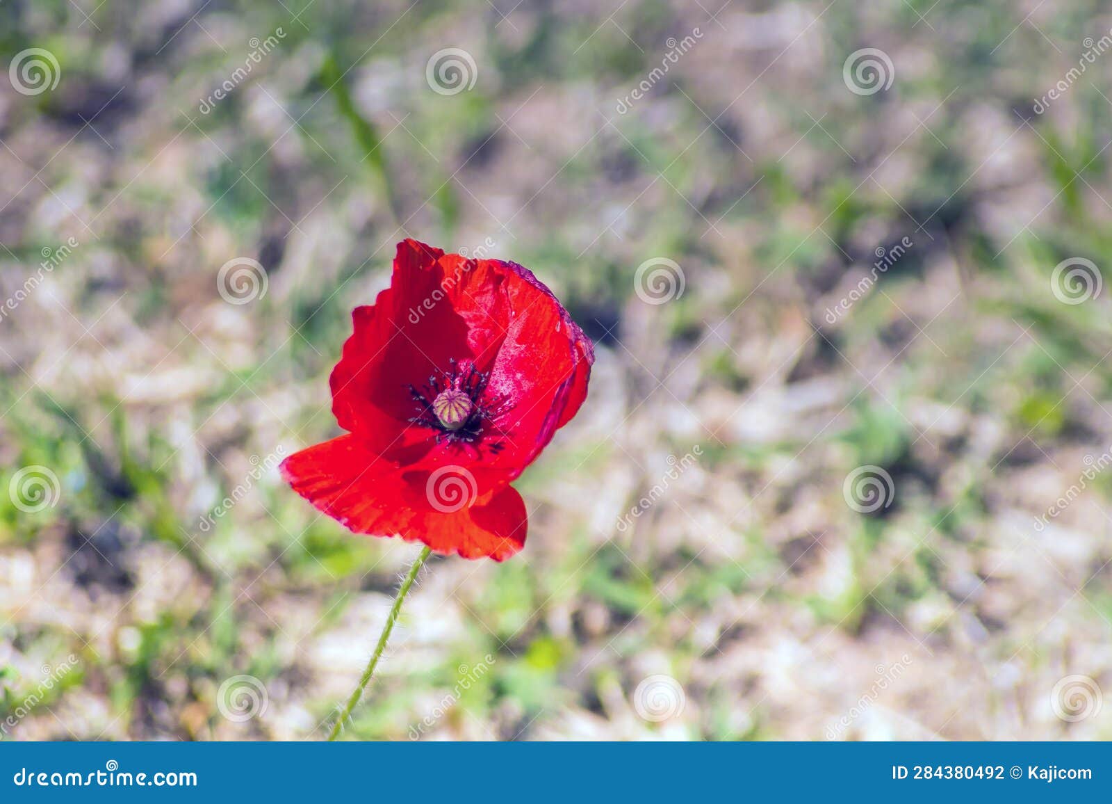Red Common Poppy in Nature stock photo. Image of artistry - 284380492