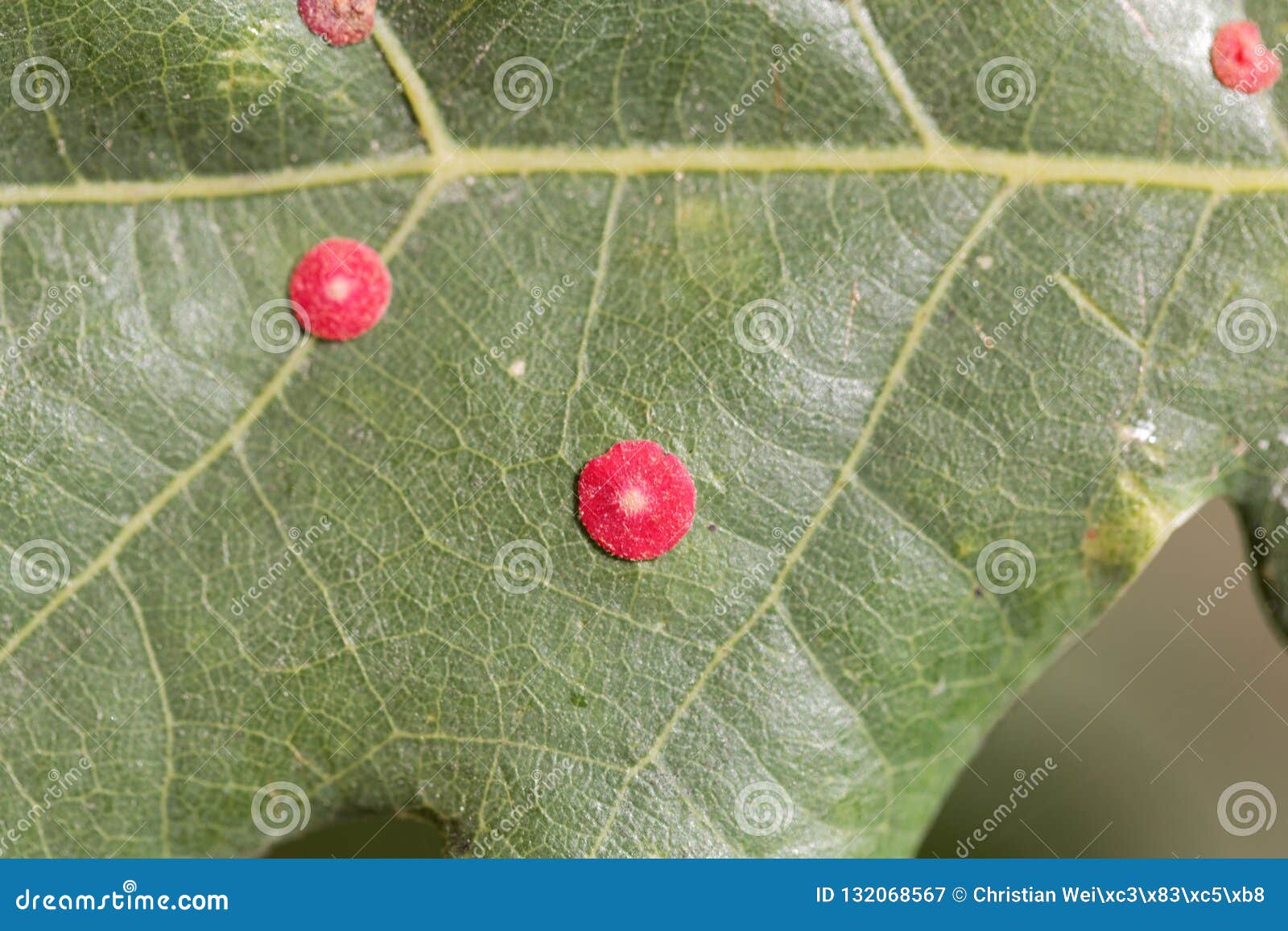 Red Common Spangle Gall of the Gall Wasp Neuroterus Quercusbaccarum ...