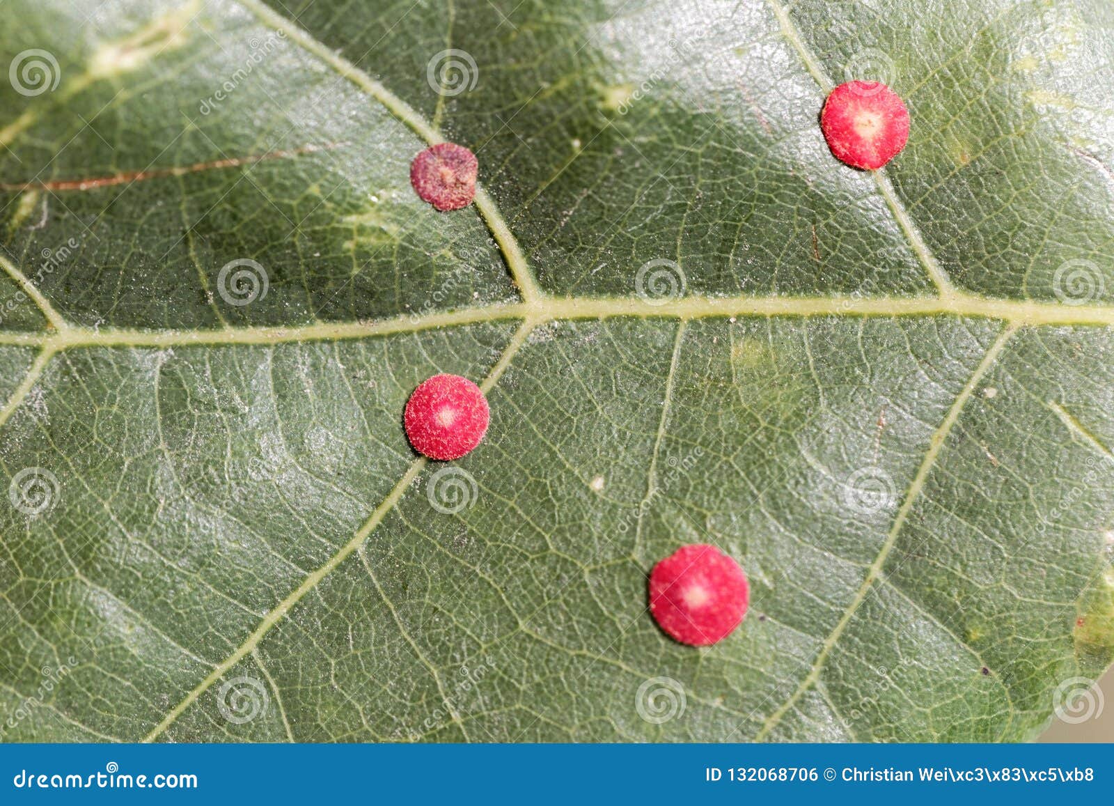 Red Common Spangle Gall of the Gall Wasp Neuroterus Quercusbaccarum ...