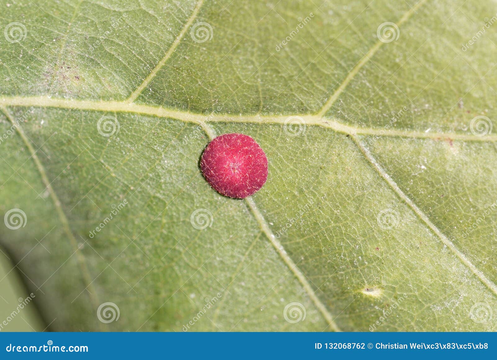 Red Common Spangle Gall of the Gall Wasp Neuroterus Quercusbaccarum ...