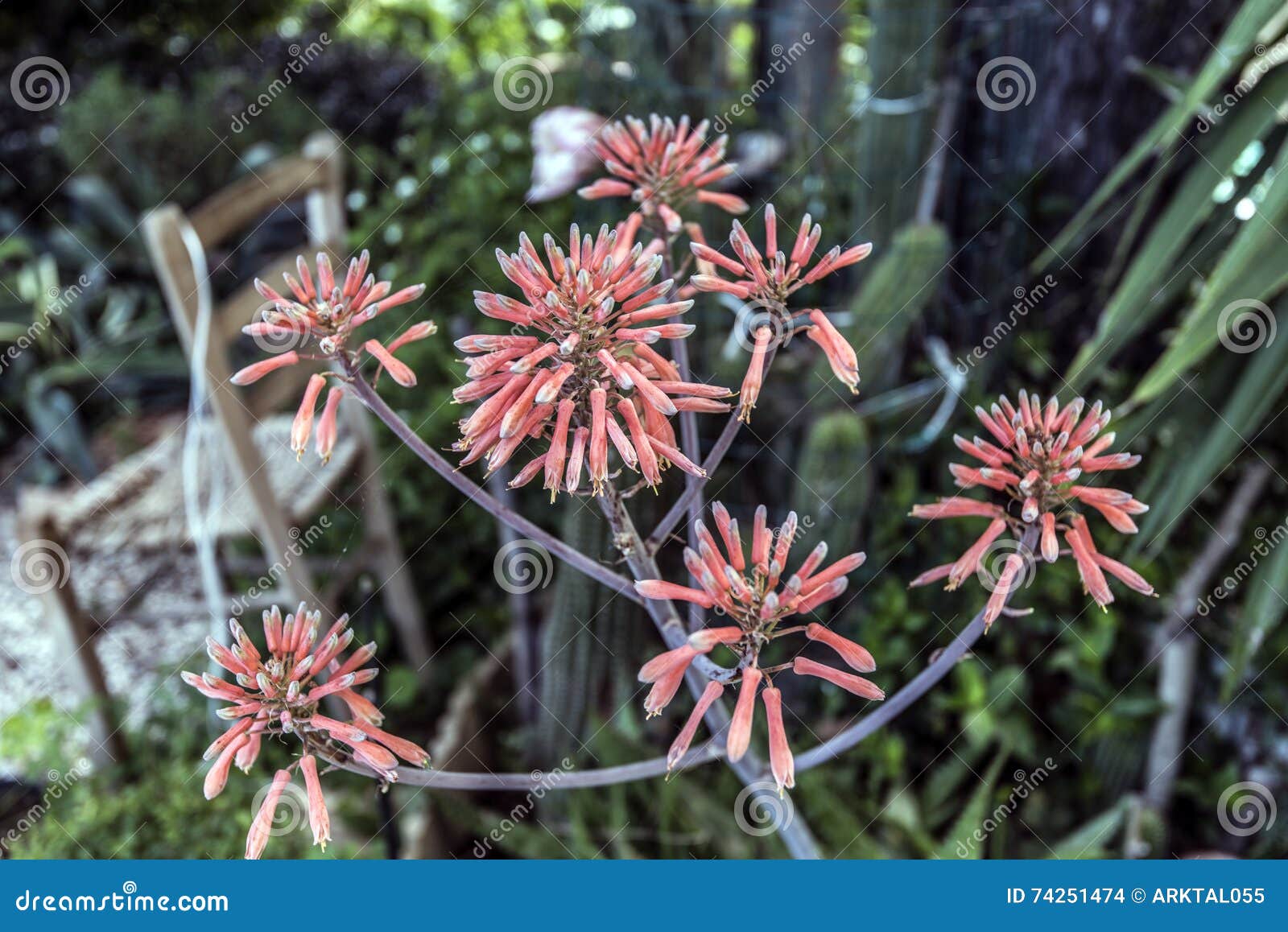 Red compound flowers stock photo. Image of flower, botany - 74251474
