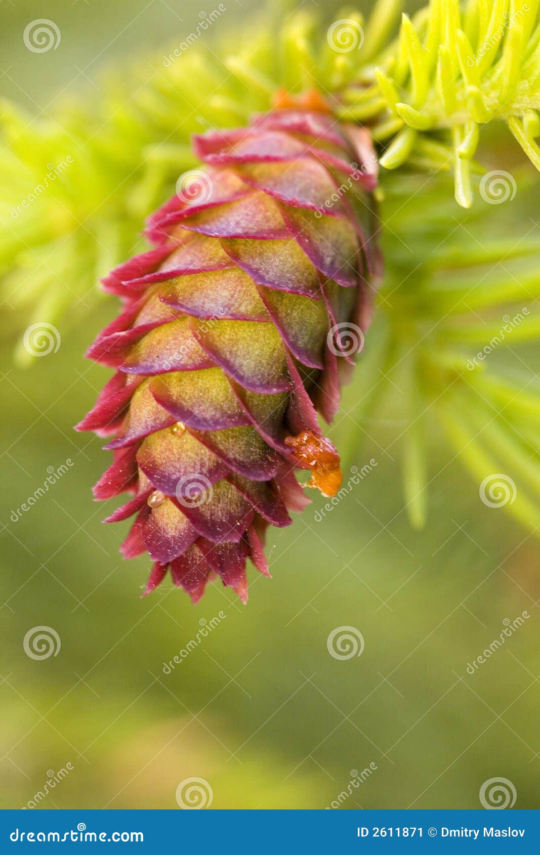 Red cone stock image. Image of decoration, details, forest - 2611871