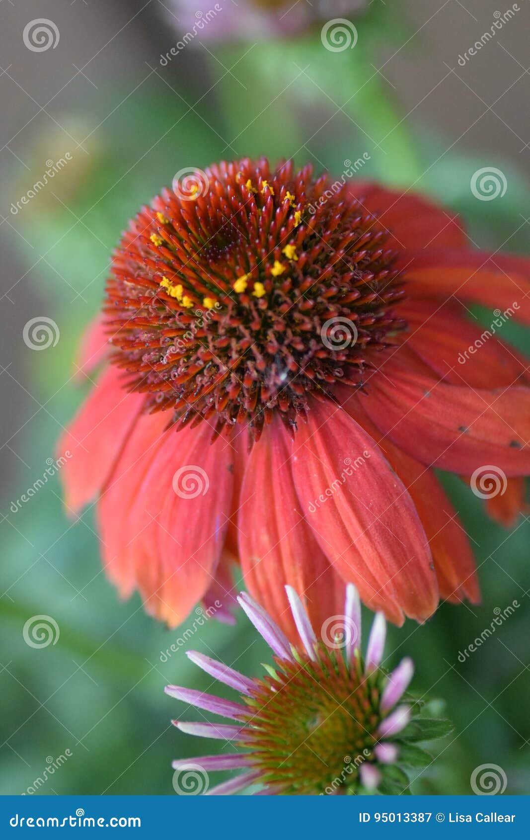 Red cone flower stock image. Image of petals, garden - 95013387