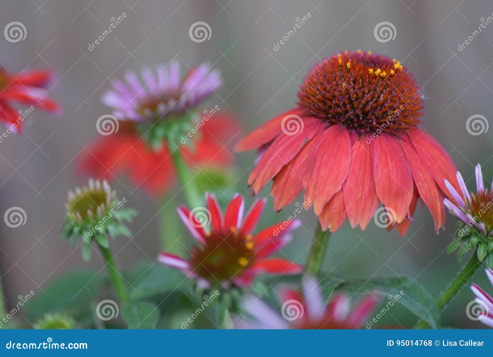Red cone flower stock photo. Image of beauty, landscape - 95014768