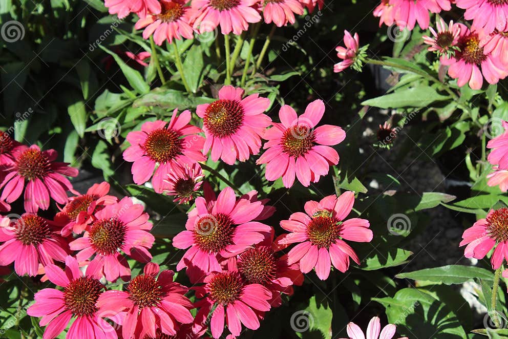 A red coneflower stock photo. Image of botany, echinacea - 260506674