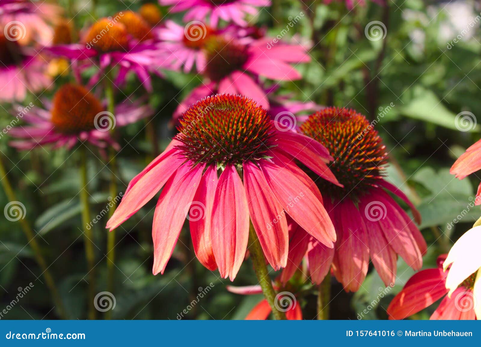 A Red Coneflower in the Garden Stock Photo - Image of flower ...