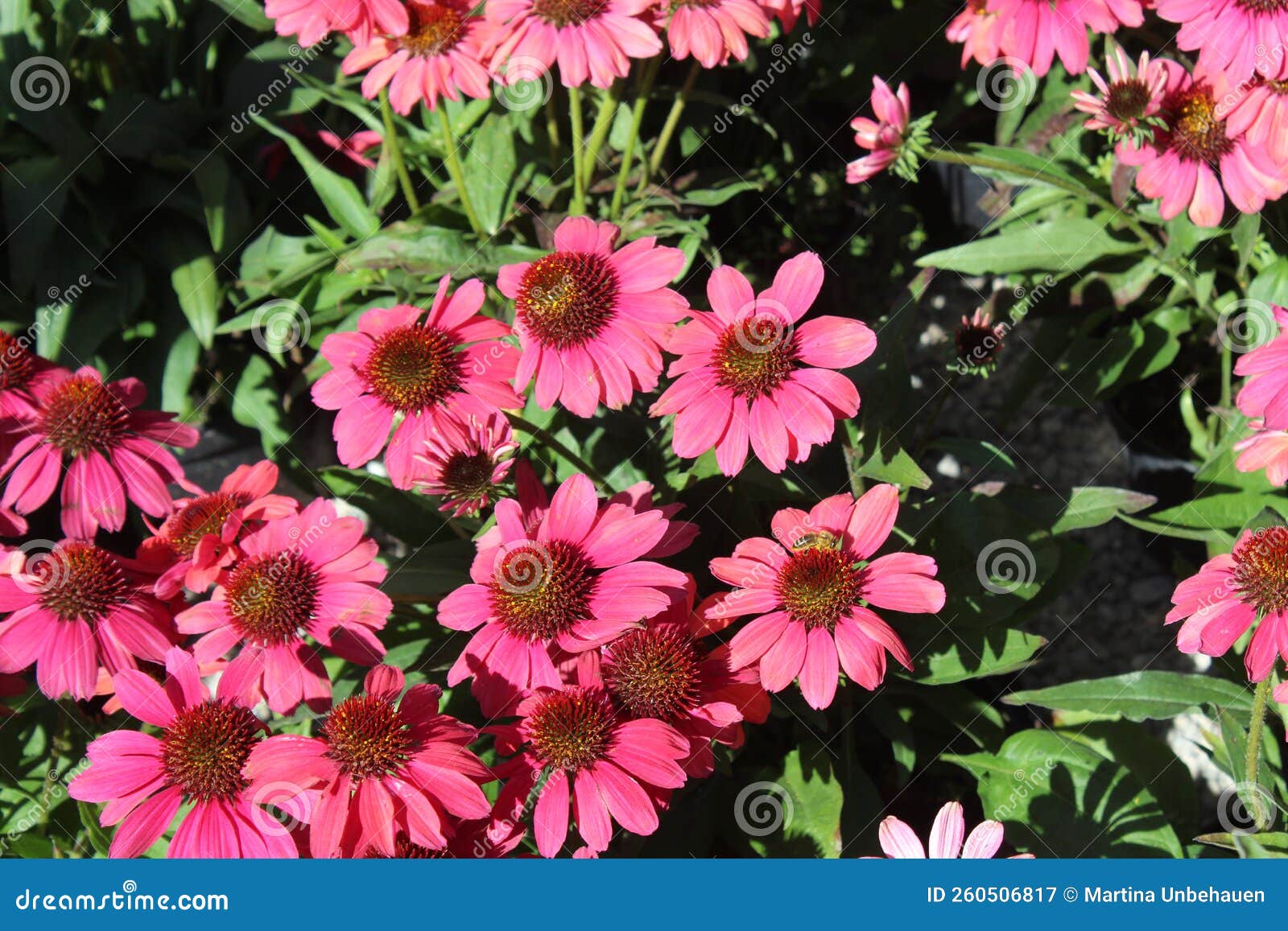 A red coneflower stock image. Image of closeup, floral - 260506817