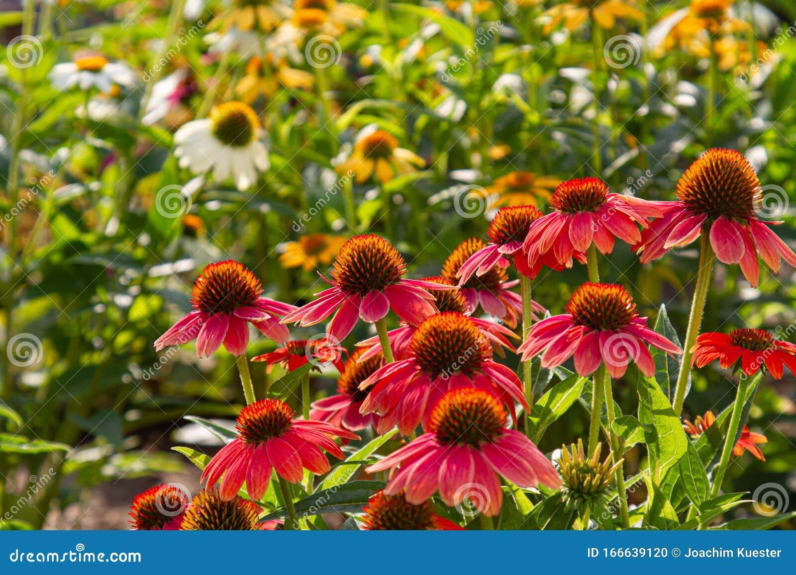 Red Coneflowers Echinacea with Blurry Multicolored Coneflowers in the ...