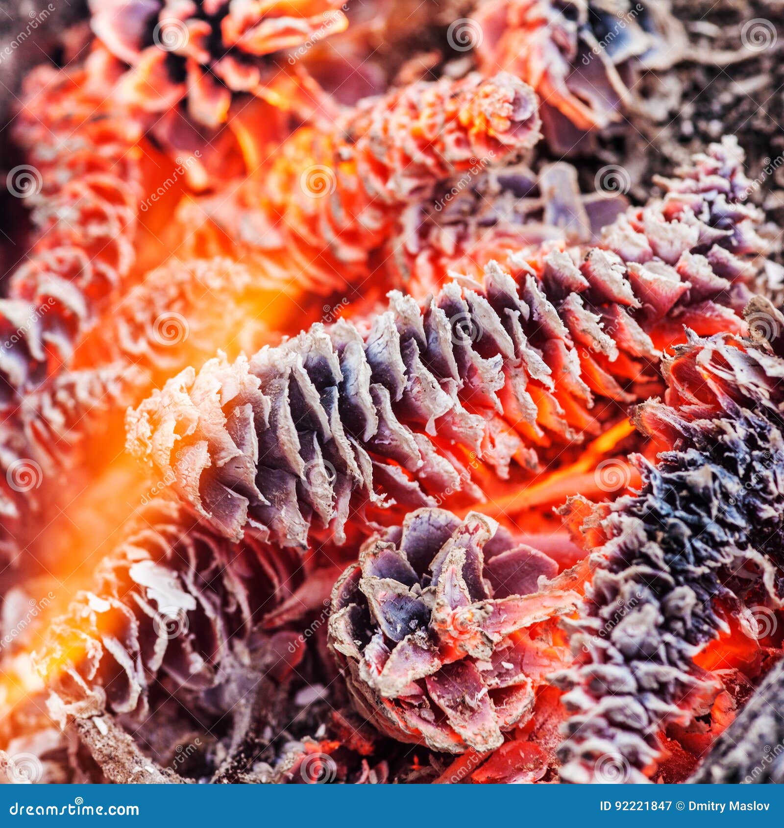 Red cones closeup stock image. Image of spruce, outdoors - 92221847