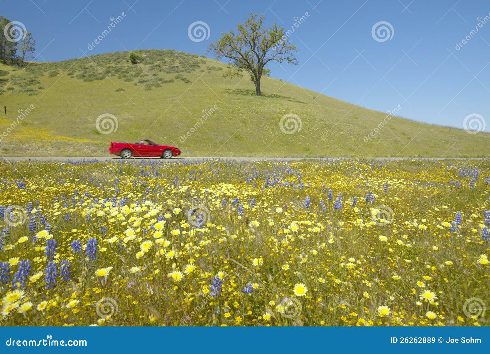Red Convertible Driving Past Spring Flowers Stock Image - Image of ...
