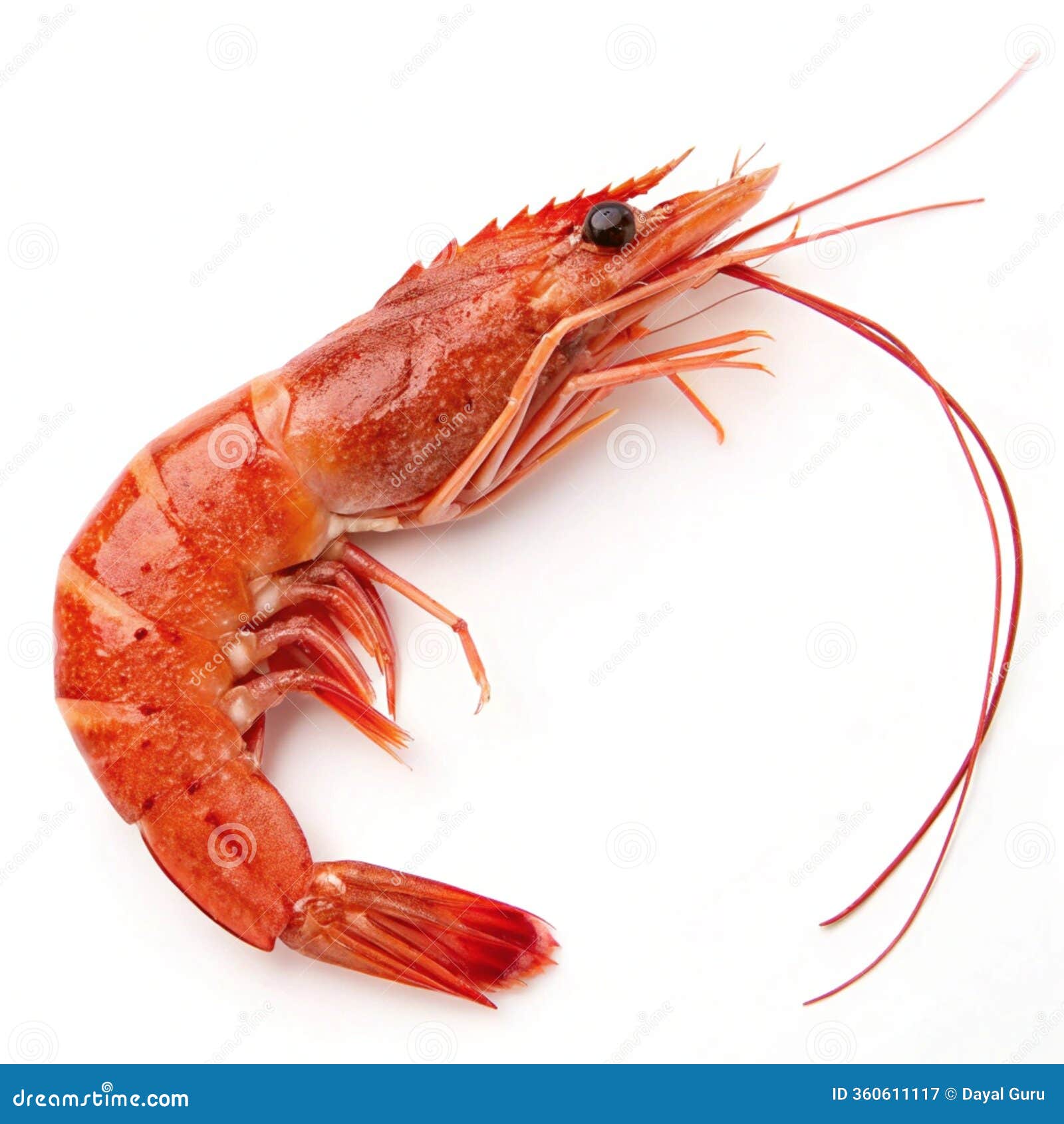 Red Cooked Prawn Isolated on White Background Stock Illustration ...