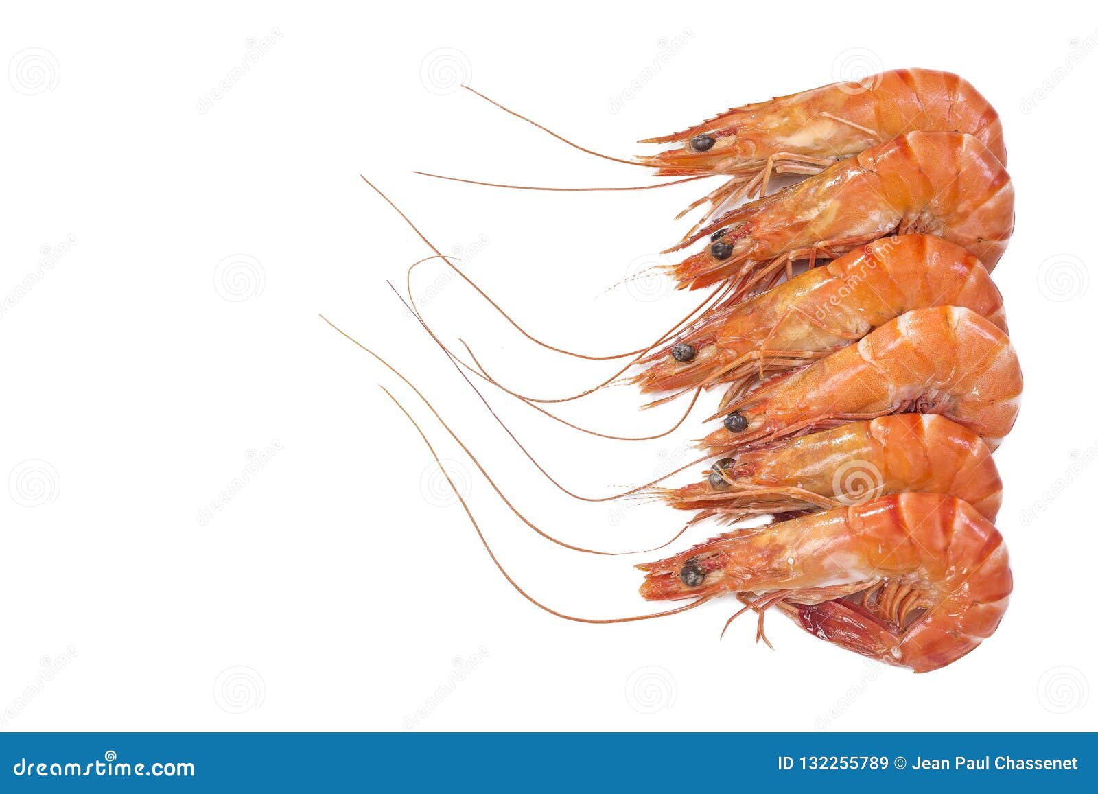 Red Cooked Prawn or Shrimp Prawns Aligned Right Side Isolated on White ...