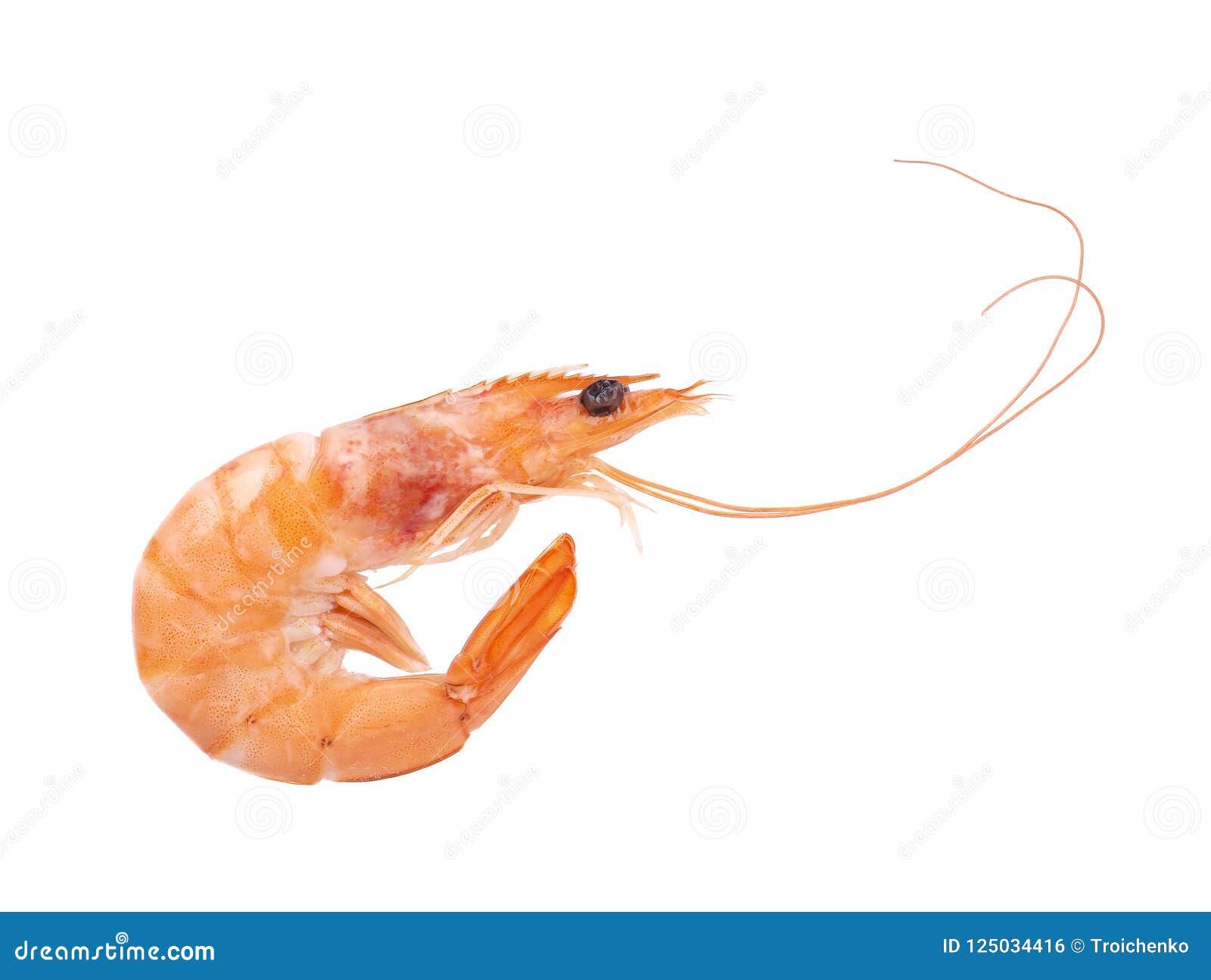 Red Cooked Prawn or Tiger Shrimp Isolated on White Background Stock ...