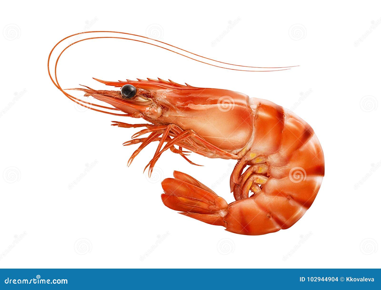 Red Cooked Prawn or Tiger Shrimp Isolated on White Background Stock ...