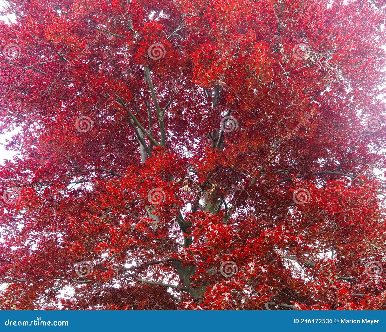 Beautiful Red Copper Breech Tree Sylvatica Forma Purpurea Stock Photo ...