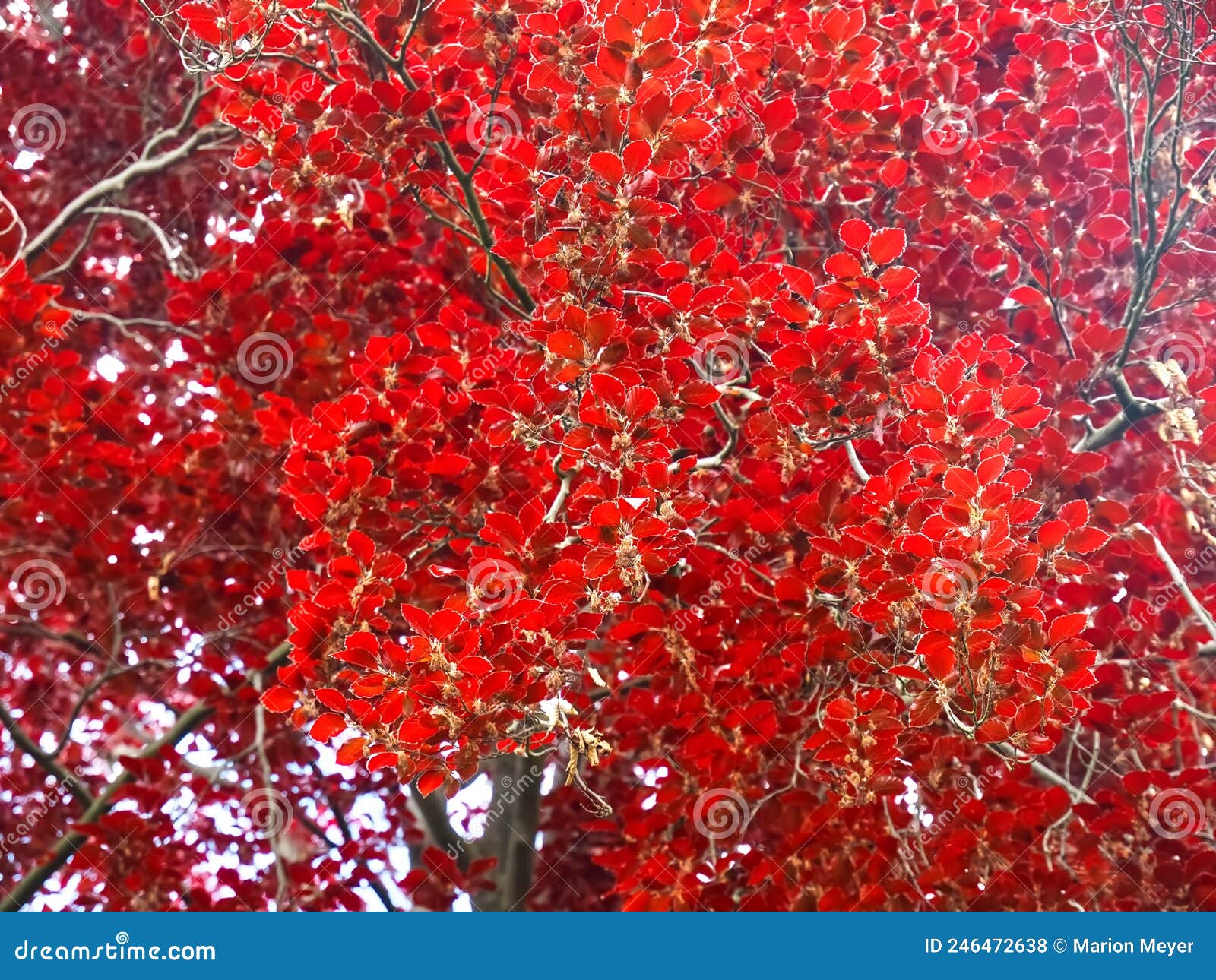 Beautiful Red Copper Breech Tree Sylvatica Forma Purpurea Stock Photo ...