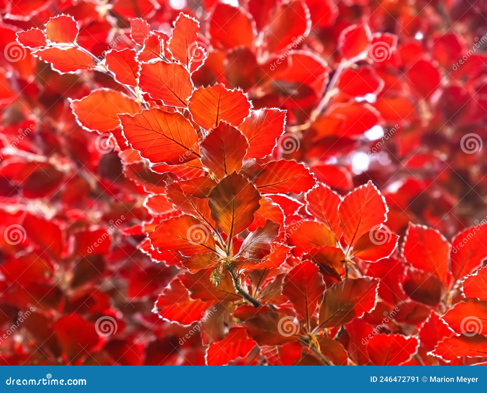 Beautiful Red Copper Breech Tree Sylvatica Forma Purpurea Stock Image ...
