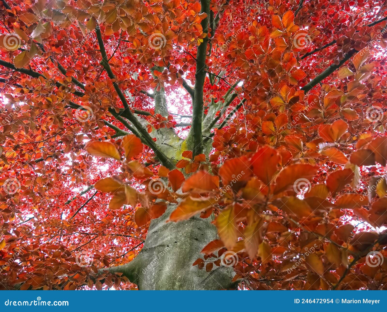 Beautiful Red Copper Breech Tree Sylvatica Forma Purpurea Stock Photo ...