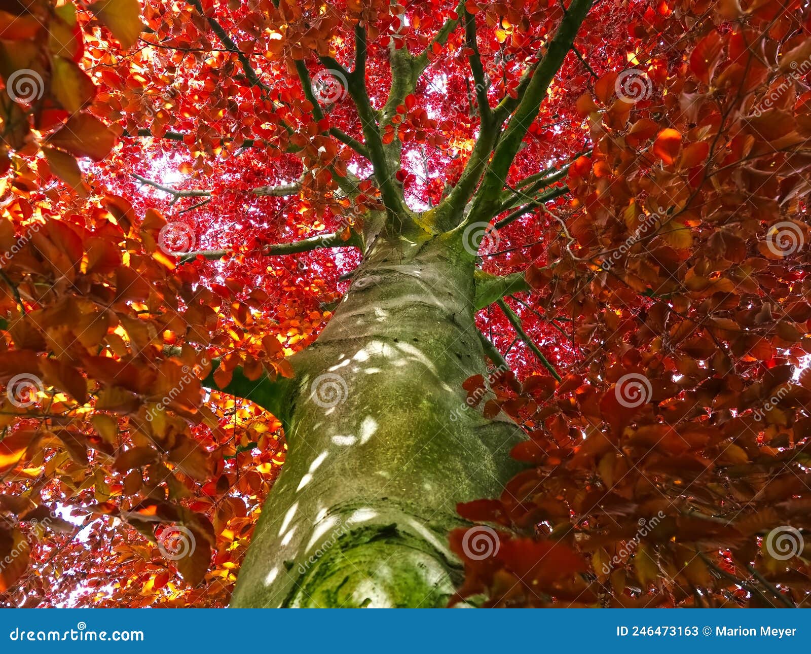 Beautiful Red Copper Breech Tree Sylvatica Forma Purpurea Stock Image ...