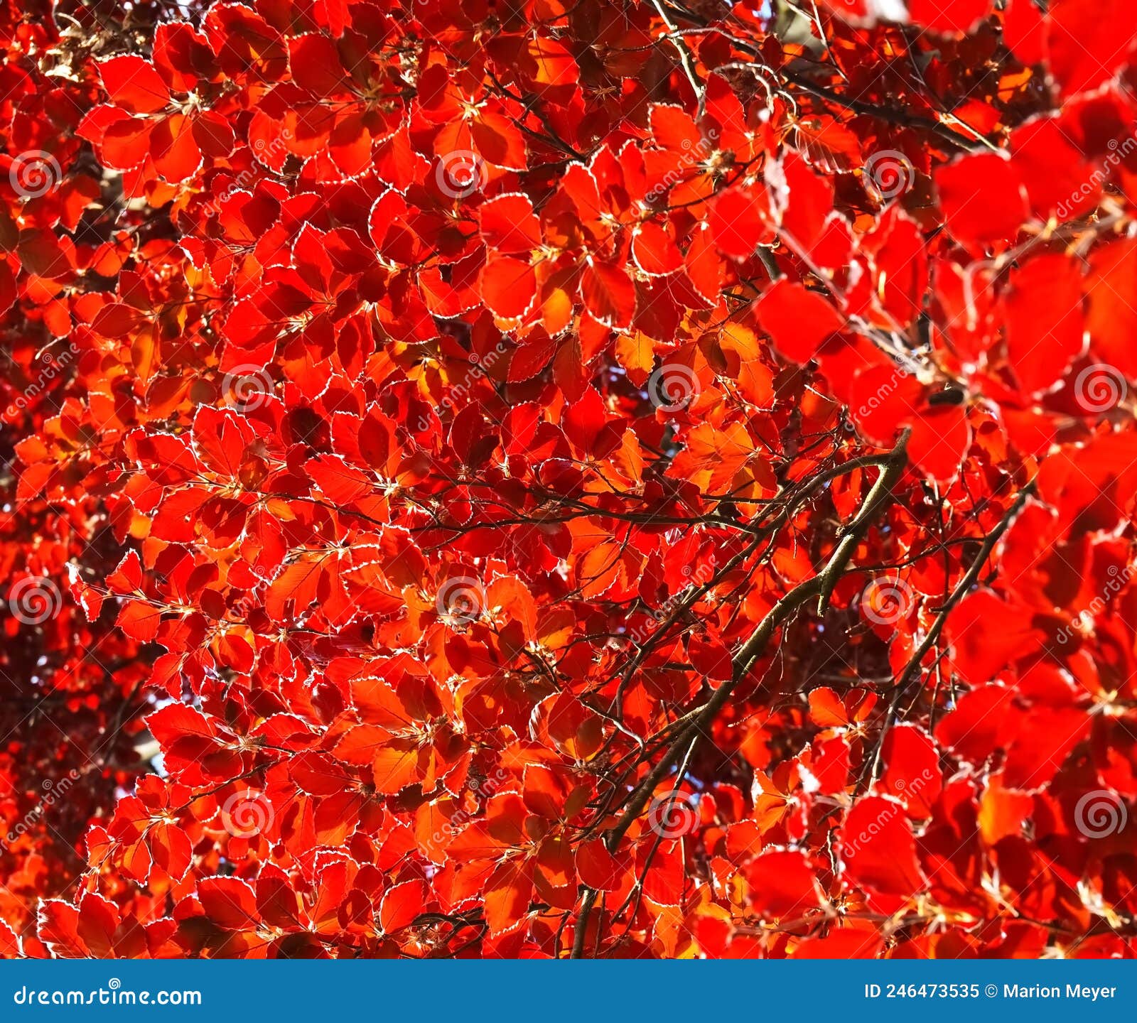 Beautiful Red Copper Breech Tree Sylvatica Forma Purpurea Stock Image ...