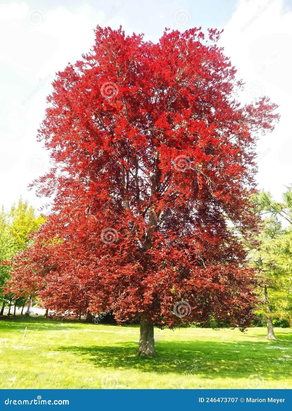Beautiful Red Copper Breech Tree Sylvatica Forma Purpurea Stock Image ...