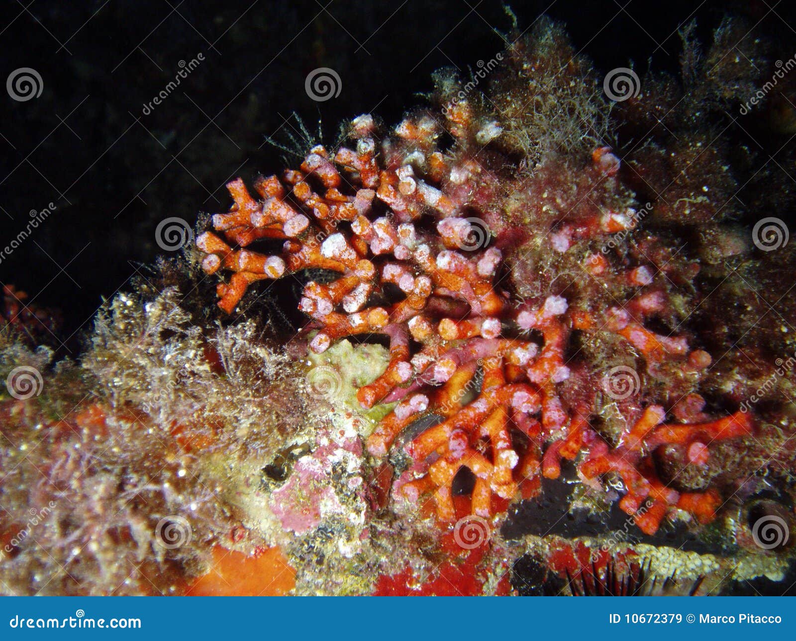 Red coral stock image. Image of diver, scubadiving, deep - 10672379