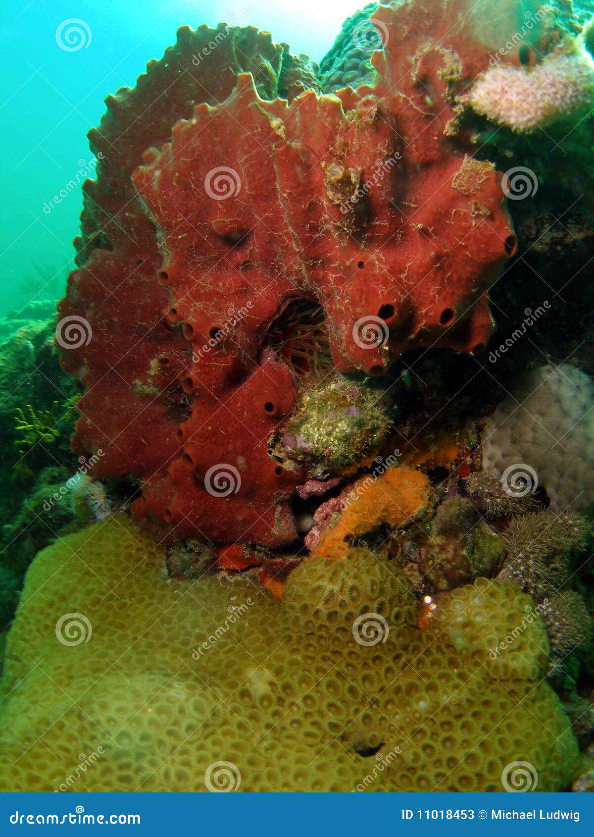 Red Coral stock image. Image of florida, aquatic, caribbean - 11018453